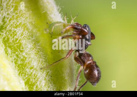 ant spider (Synageles venator), sucks a greenfly, Germany, Bavaria ...