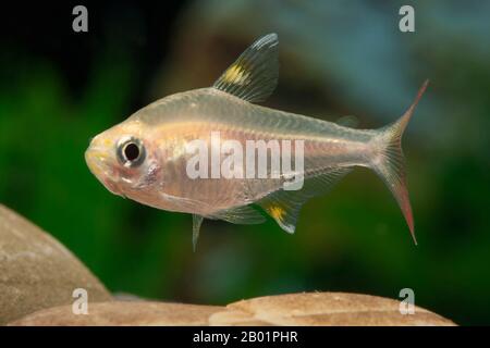 X-ray tetra, X-ray fish, pristella (Pristella maxillaris, Pristella ...