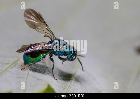 gold wasp (Omalus puncticollis), sitting on a underside of a leaf, side ...