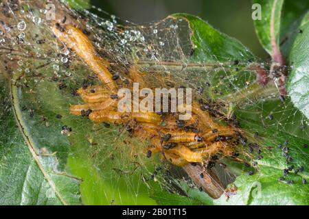 Social Pear Sawfly (Neurotoma saltuum) larvae, Pamphiliidae, Symphyta ...