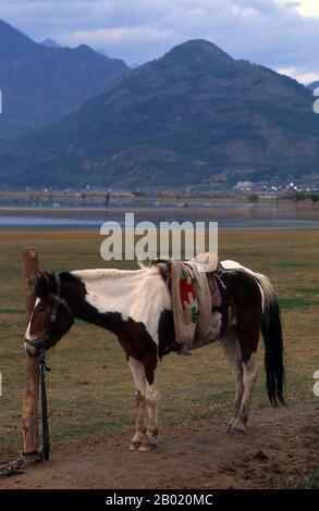 China: Horses tethered in the Lashihai (Lashi Lake) Wetland Park, near ...