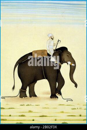 Asian elephant trunk finger Stock Photo - Alamy