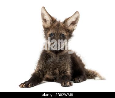 Front view of a Maned Wolf facing, looking at the camera, Chrysocyon ...