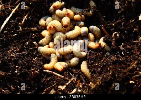 The picture shows a rose chafer larvae in the compost pile Stock Photo ...