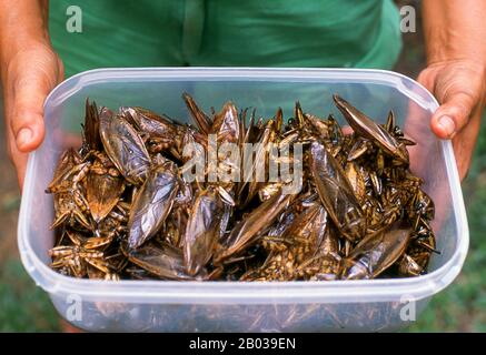 Mangda, fried water bugs (Lethocerus indicus) on a market, edible Stock ...