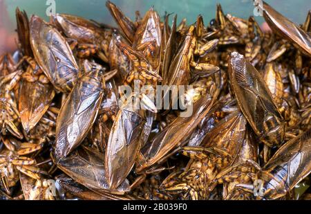 Mangda, fried water bugs (Lethocerus indicus) on a market, edible Stock ...