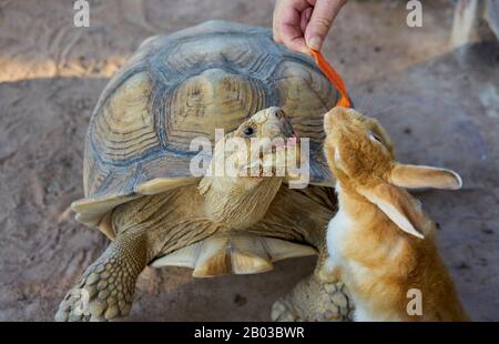 A rabbit and a turtle eating a carrot Stock Photo - Alamy