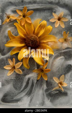 Colourful rose flowers frozen in ice, a symbol of the slow unfreezing ...