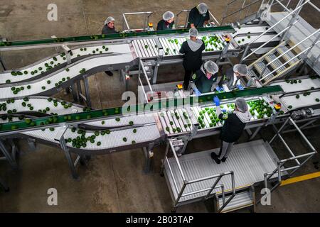 Computerized Avocado sorting and packing plant. Photographed in Israel ...