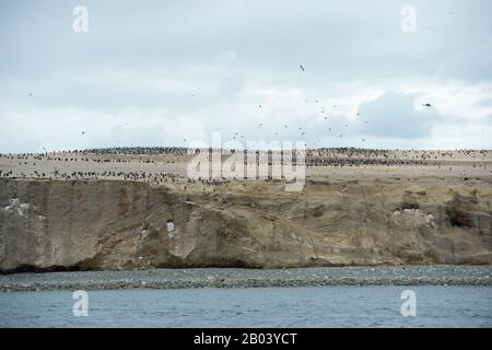 Cormorant near Punta Arenas, Chile Stock Photo - Alamy