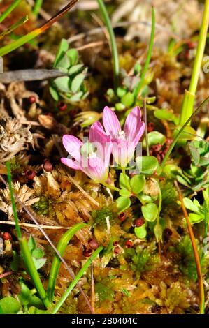 Bog Pimpernel (Anagallis tenella) close-up of flowers growing on ...