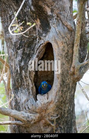Hyacinth macaw peeking out of a hole in a tree in the Pantanal, Brazil ...