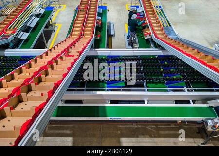 Computerized Avocado sorting and packing plant. Photographed in Israel ...
