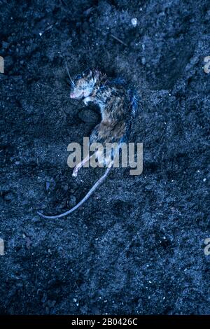 Dead mouse in dirt. Top view Stock Photo - Alamy