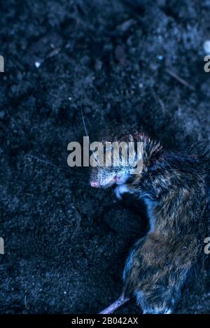 Dead mouse in dirt. Top view Stock Photo - Alamy