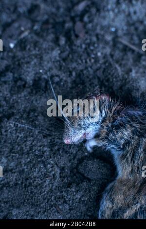 Dead mouse in dirt. Top view Stock Photo - Alamy