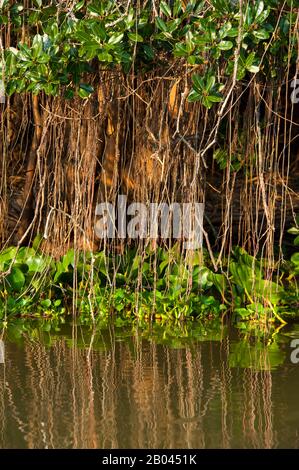 Aerial roots from tree along the Pixaim River in the northern Pantanal ...