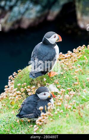 Two Atlantic puffins (Fratercula arctica) amongst spring flowers on ...