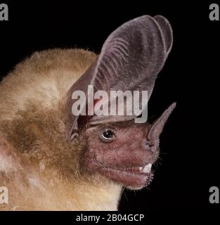 Pygmy round-eared bats (Lophostoma brasiliense) in a termite hill ...
