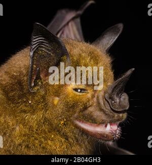 Greater Spear-nosed Bat (Phyllostomus hastatus) teeth, Smithsonian ...