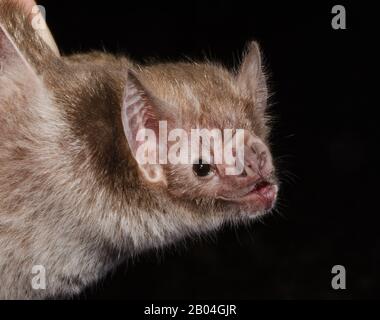 COMMON VAMPIRE BAT Stock Photo - Alamy