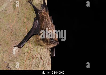 The lesser sac-winged bat or lesser white-lined bat (Saccopteryx ...