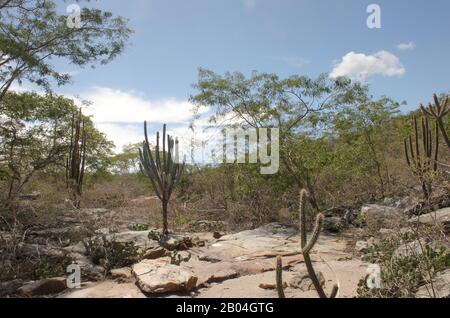 Caatinga is a type of desert vegetation, and an ecoregion characterized ...