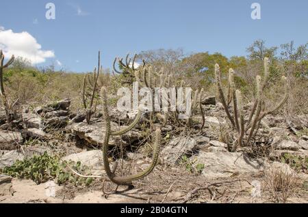 Caatinga is a type of desert vegetation, and an ecoregion characterized ...