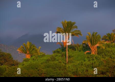 Coyul palm, Acrocomia mexicana, Aticama, San Blas municipality ...