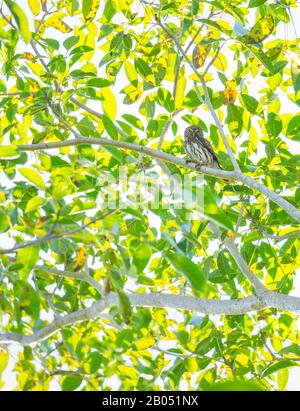 Ferruginous Pygmy Owl, Tecolote bajeno, búho bajeno, cabure chico ...