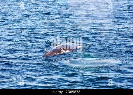 A whales footprint from Humpback Whale, Megaptera novaeangliae in the ...