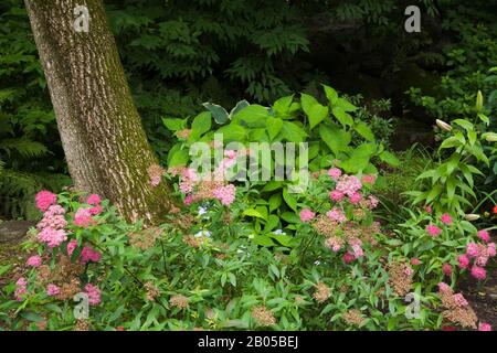 Purple Spiraea japonica 'Neon Blush' - Spirea shrubs in border with ...