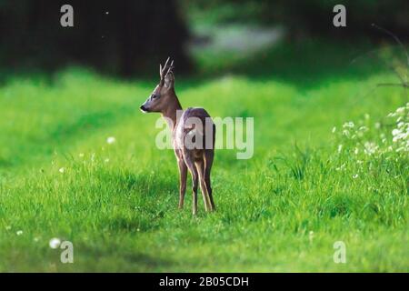 Roebuck on forest pathway in spring Stock Photo - Alamy
