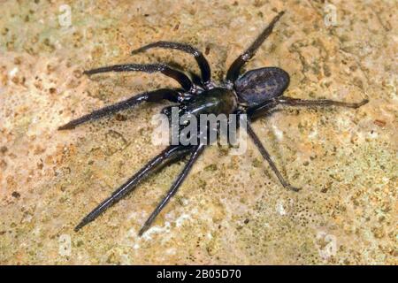snake-back spider (Segestria florentina), sits on a stone Stock Photo ...