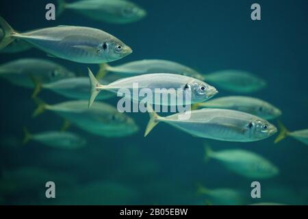 Atlantic horse mackerel, scad, maasbanker (Trachurus trachurus ...