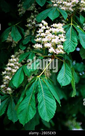 CZECH REPUBLIC, TEREZIN (THERESIENSTADT), FLOWERING CHESTNUT TREE Stock ...