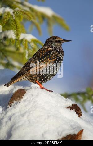 starling bird on the snow in the vicinity of Varna city,Bulgaria Stock ...