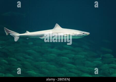 Tope shark, Tope, Soupfin shark, School shark (Galeorhinus galeus ...