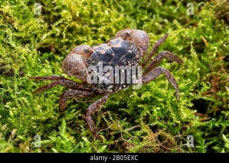Marble Crab (Metasesarma obesum), on moss Stock Photo - Alamy