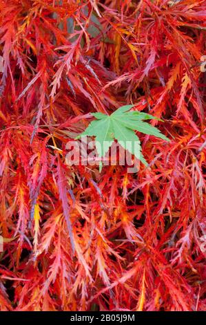 Bellevue, Washington State, USA. Red dahlia flower with a variety of ...