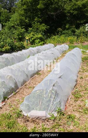 Floating row cover fabric to protect vegetable plants against insects ...