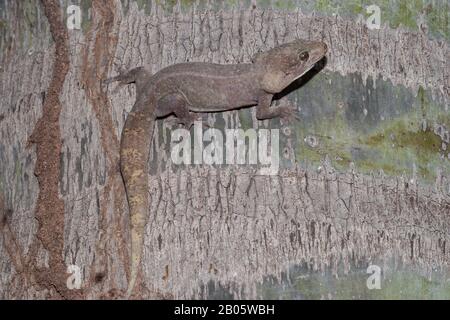 Northern Dtella Gecko Stock Photo - Alamy