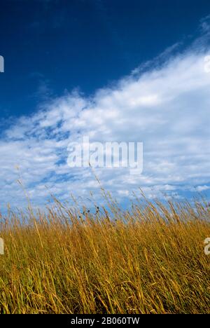 United States, Kansas. The prairie grasses and rolling hills of the ...