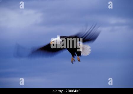 Slow motion birds flying in front of cloudscape with sunset light ...