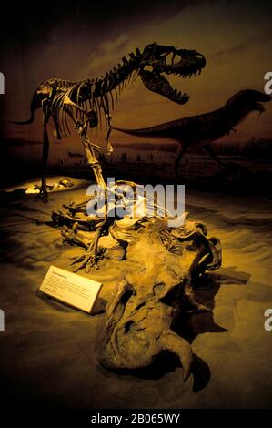 Dinosaur exhibits, Royal Tyrrell Museum, Drumheller, Alberta, Canada ...