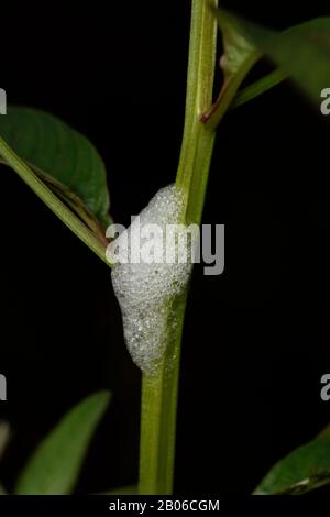 Froghopper or spittlebug or spit bug nest made of frothed-up plant sap ...