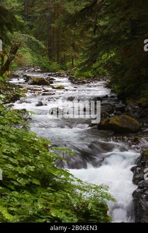 USA, WASHINGTON STATE, OLYMPIC PENINSULA, OLYMPIC NATIONAL PARK, SOL ...