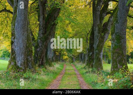 Lime alley Kurfuerstenallee at Marktoberdorf, Allgaeu, Bavaria, Germany ...