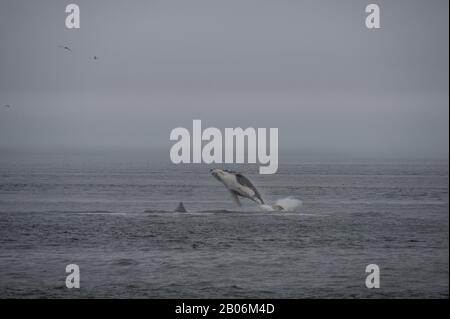 Humpback Whale (Megaptera novaeangliae) breeching Point Adolphus, Icy ...