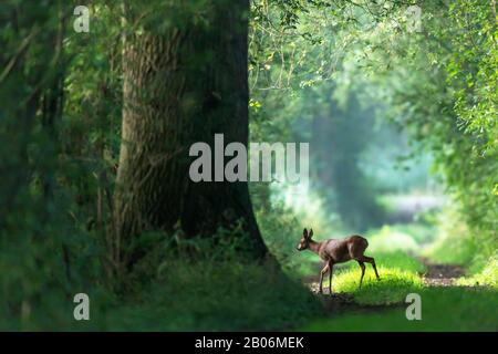 Roe deer crosses a summer forest path Stock Photo - Alamy